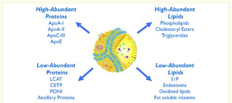 High And Low Abundant Lipids And Proteins In High Density Lipoprotein Download Scientific