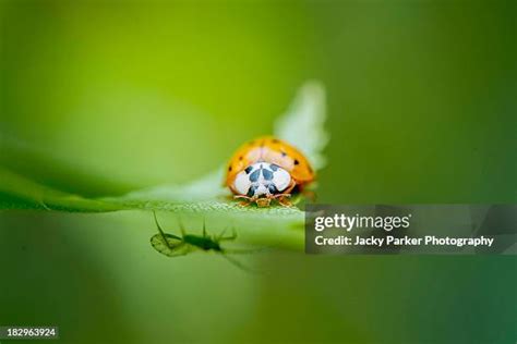 Ladybird Ladybug And Aphid Photos And Premium High Res Pictures Getty