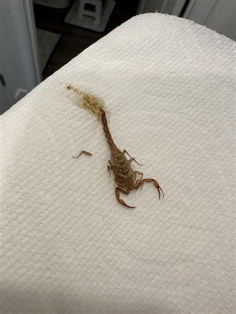 Can You Identify This Scorpion R Scorpions