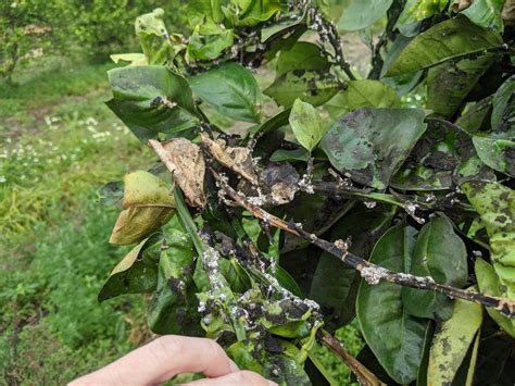 Sooty Mold On Branches Citrus Industry Magazine
