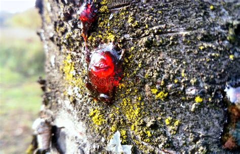 Red Sap On Plum Tree Stock Image Image Of Bright Bark