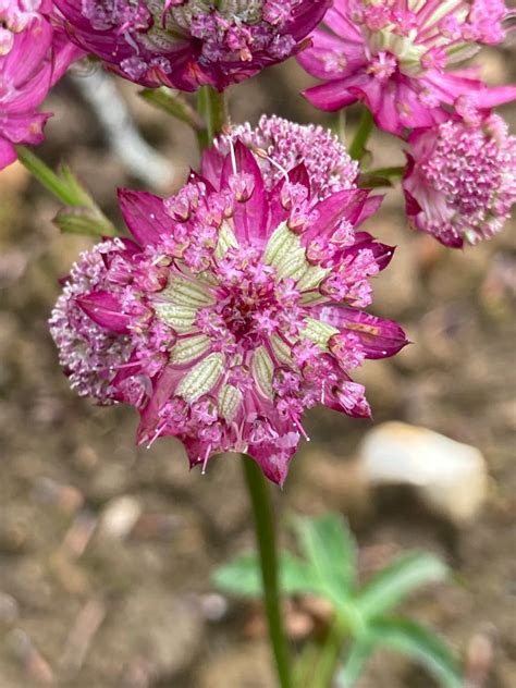 Buy Astrantia Major Ruby Cloud Online Plants Uk Nursery Mail Order