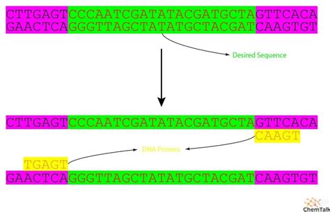 Screenshot Of A Complex Workflow For Designing Pcr Primers