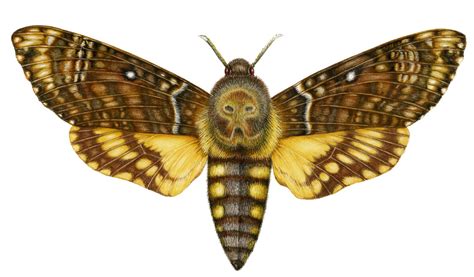 Deaths Head Hawkmoth Acherontia Atropos Lizzie Harper