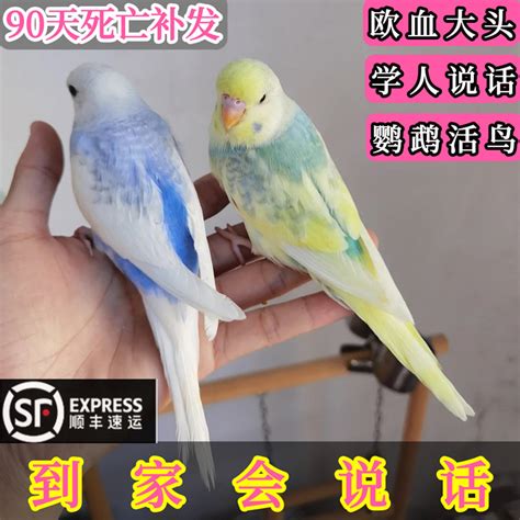 鹦鹉会说说话活鸟大头虎皮手养宠物幼鸟活体鸟