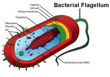 Bacterial Flagellum Irreducibly Complex Article Biologos