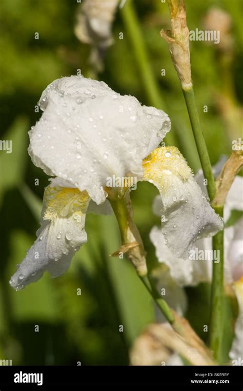 Pale Blue Flowers Of Orris Iris Barbata Elatior Var Florentina Kosaciec Brodkowy Kosaciec