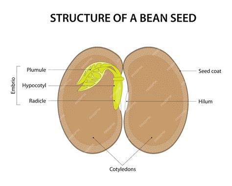Premium Vector Structure Of A Bean Seed Diagram Labelled