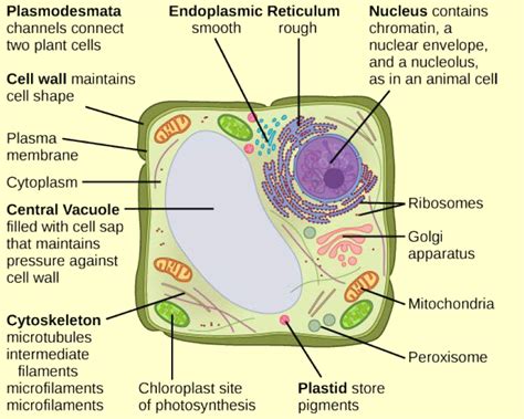 Plant Cell Diagram Quizlet
