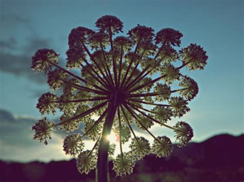 მინდვრის ყვავილები