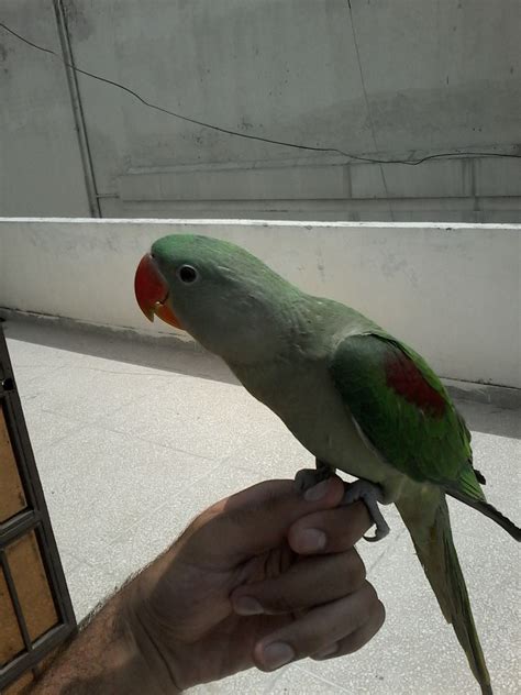 Pets Pakistan Hand Tamed Male Alexandrine Raw Parrot For Sale