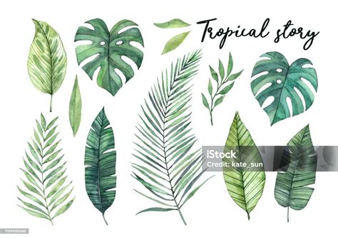 수채화 일러스트레이션 여름 열대 디자인 요소입니다 열대 야자수 잎 초대장 인쇄물 포스터 배너 초대장 포장 등에 적합 종려나무 잎에 대한 스톡 벡터 아트 및 기타 이미지