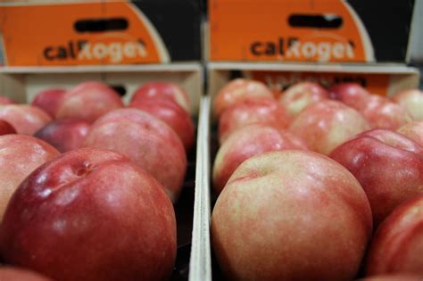 Anlage Cal Roget Fruits