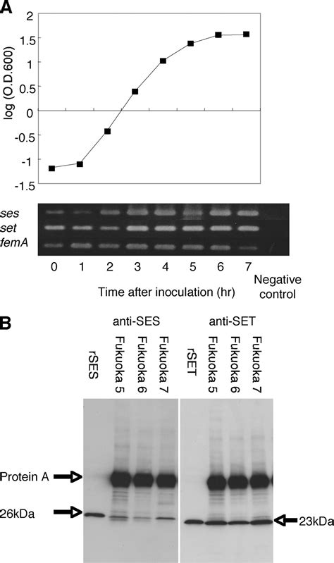 Identification And Characterization Of Two Novel Staphylococcal Enterotoxins Types S And T