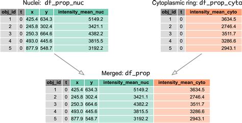 Quantification Of Collective Signalling In Time Lapse Microscopy Images