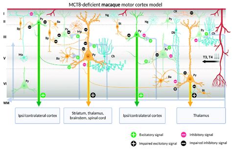 Models Of Human And Macaque Mct8 Deficient Motor Cortex The Models Download Scientific Diagram
