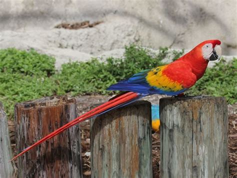 10 Most Beautiful Parrots In The World