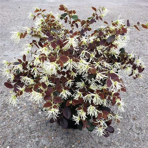 Ruby Loropetalum Loropetalum Chinense Var Rubrum Ever Red