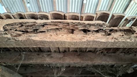 View Of Severe Termite Damage And Decay On Old Wooden Beam
