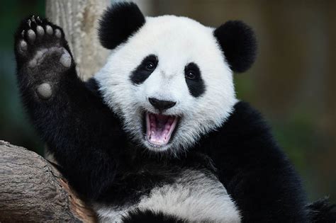 0001 Belajar Machine Learning Pandas Saltfarmers Blog