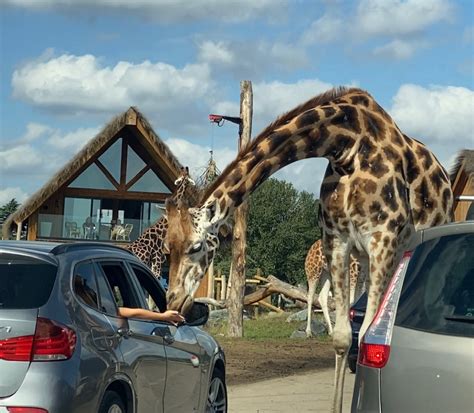 West Midlands Safari Park Review Oxfordshire Mummies