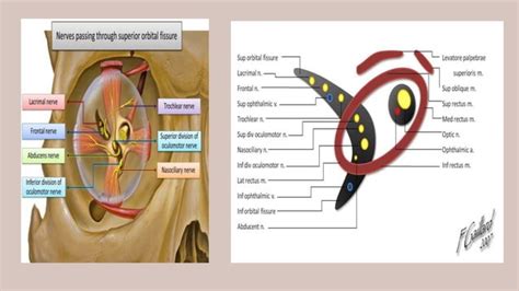 Trochlear Nerve By Dr Haamid Pptx Learn About Cranial Nerved Ppt Free Download