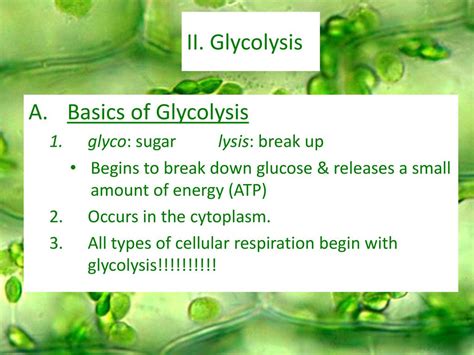Photosynthesis Unit Unit Packets And Whats In A Leaf POGILs Are At The Desks Already