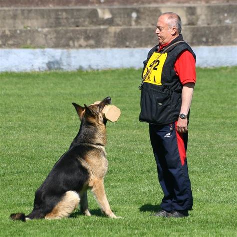 Chovatelská Stanice Německých Ovčáků Jit Mir