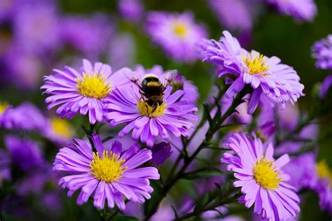 Aster Bee Pollination Purple Free Photo On Pixabay Pixabay