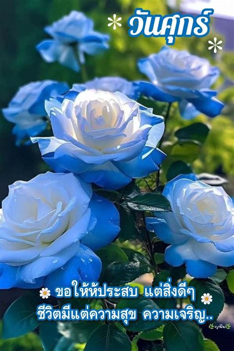 วันศุกร🌿💙 ความงามของดอกไม้ ดอกไม้สวย ดอกกุหลาบสวยๆ