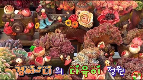 경써니의 다육이 정원을 보여드립니다~ 이쁜 수형의 다육이와 화분들이 가득합니다 Youtube