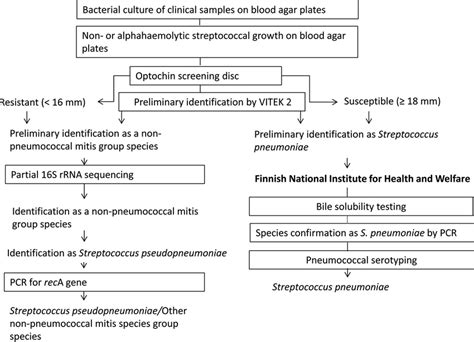 Identification Process For Streptococcus Pneumoniae Strains And The S