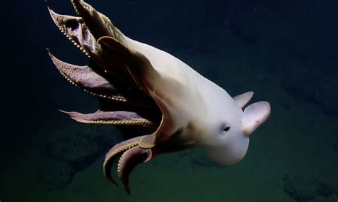 Deep Sea Creatures