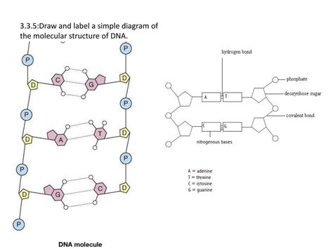 A Visual Guide To Understanding The Structure Of A Dna Molecule Labeled Diagram Included