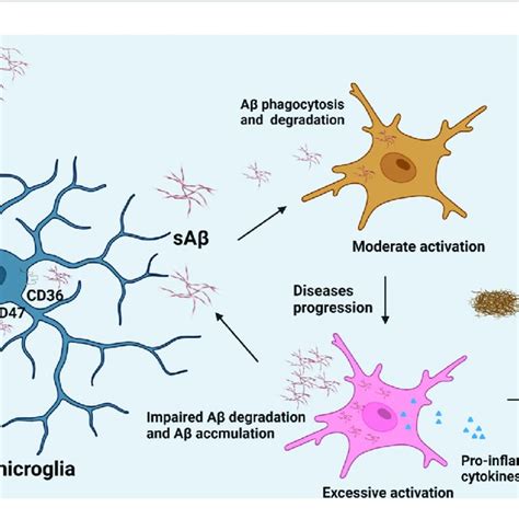 Nf Kb Pathway In Microglia Of Ad Nf Kb Signal Pathway Plays A