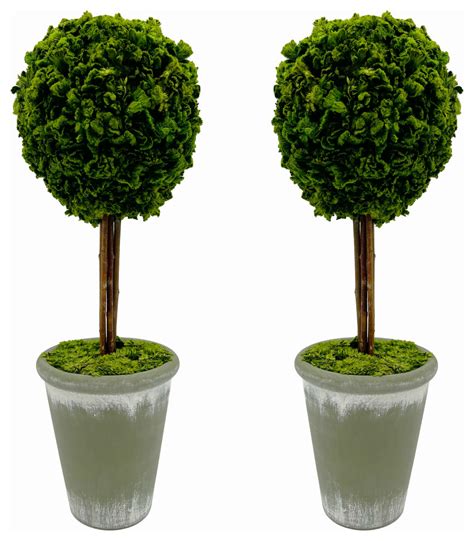 Preserved 17 Potted Plumed Cockscomb Ball Pair Modern Artificial