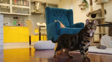 Bengal Cat Behavior 8 Basic Behaviors To Face Regularly