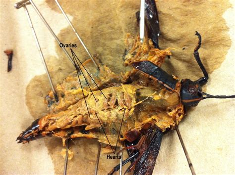 Grasshopper Testis Dissection
