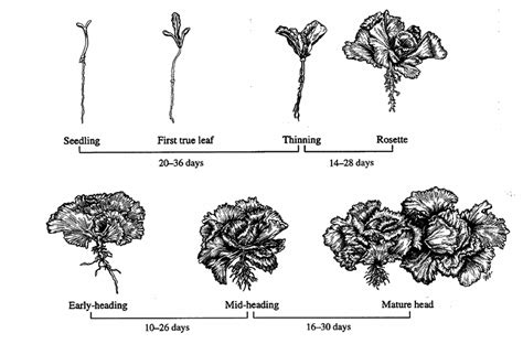 Lettuce Growing Cycle At Alice Pace Blog