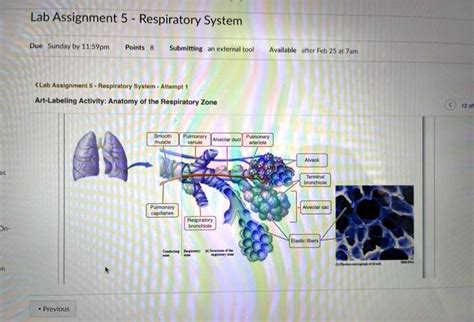 Solved Lab Assignment 5 Respiratory System Due Sunday By 1159 Pm