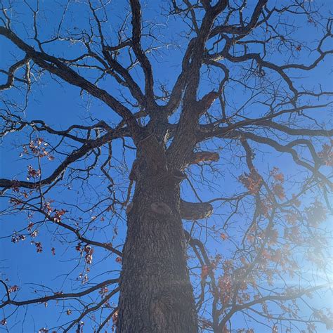 Tree Landscape Free Photo On Pixabay Pixabay