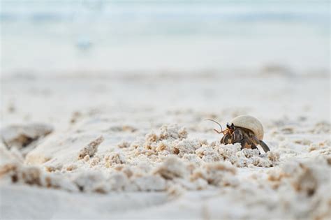 오후 해변의 해변을 따라 천천히 걷는 작은 은은한 게가 푸른 바다를 배경으로 합니다 갈고리 발톱에 대한 스톡 사진 및 기타 이미지 갈고리 발톱 갈색 갑각류 Istock