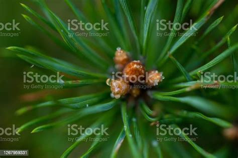 매크로 플로럴 배경 매크로 녹색 소나무 바늘 배경 소나무 콘과 녹색 소나무 바늘 아름다운 매크로 벽지 부드러운 초점 추상적 인 자연 패턴 0명에 대한 스톡 사진 및 기타