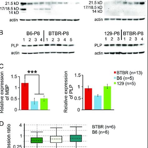 Upregulated Mbp Expression Accompanied Increased Myelination Western
