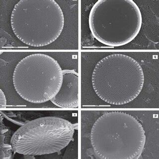 Sem Micrographs Of Thalassiosira A Thalassiosira Pseudonana B T