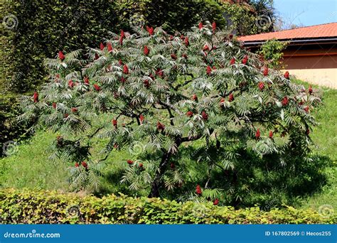 Staghorn Sumac Or Rhus Typhina Deciduous Tree With Dark Red Dense Cone Shaped Flowers Planted In