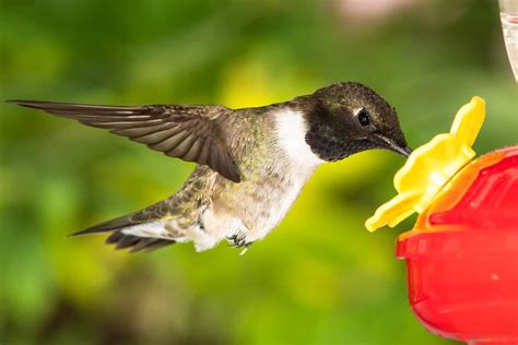 Hummingbirds In Kansas 9 Unique Species To Look Out For
