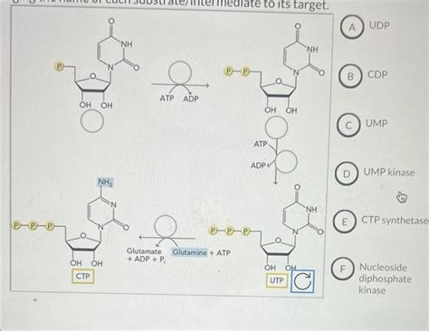 Solved Ctpsynthetase A Udp Cdp Ctp Synthetase Ump Kinase