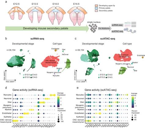Single Cell Multiomics Decodes Regulatory Programs For Mouse Secondary Palate Development