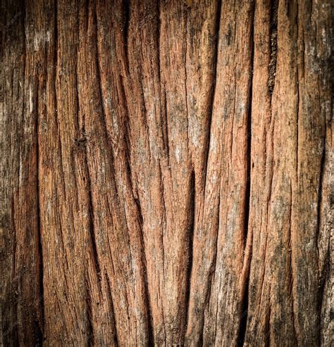 Tree Texture Seamless Tree Texture Seamless